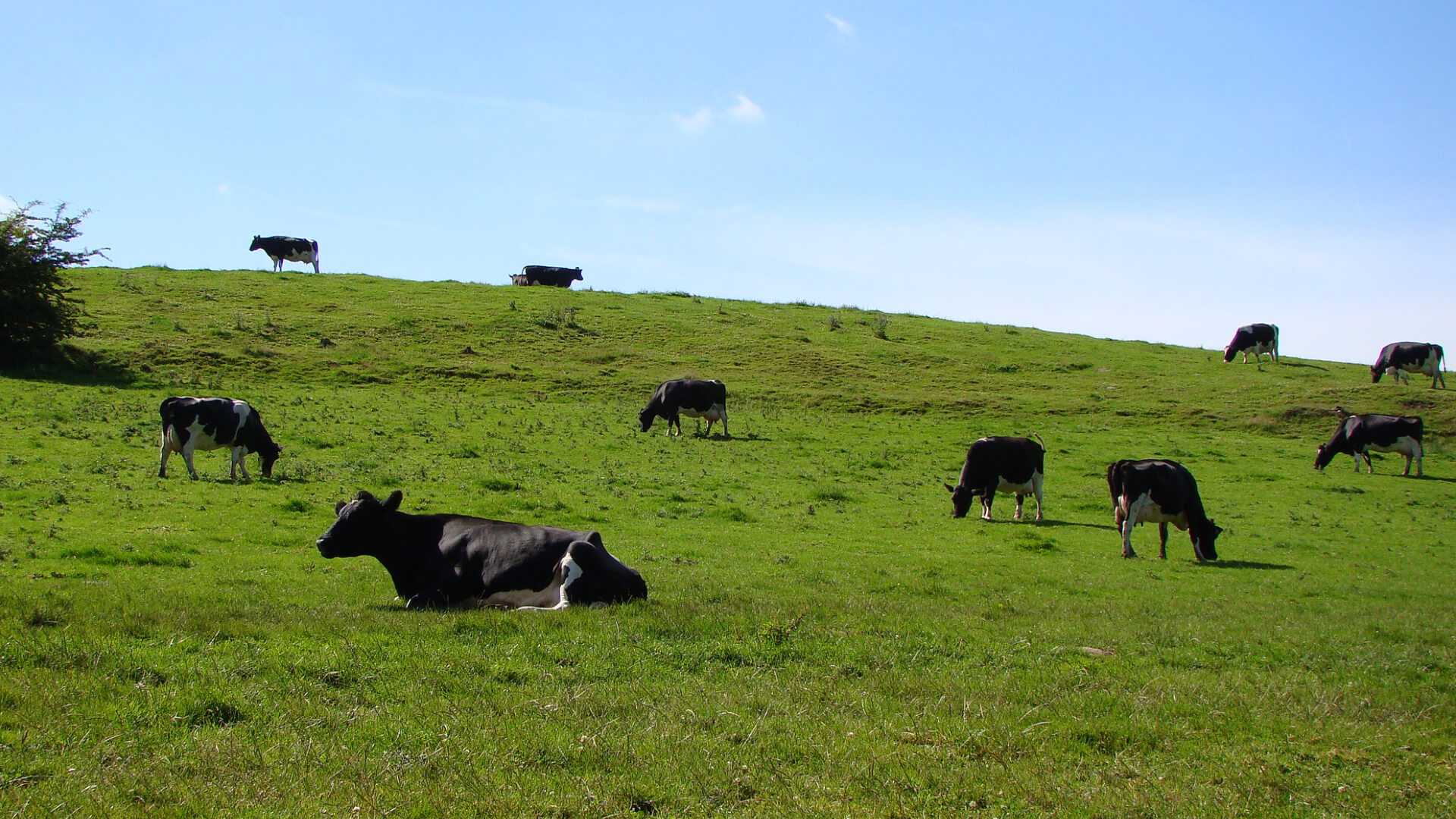 Biogenesis Animal Health • Productos