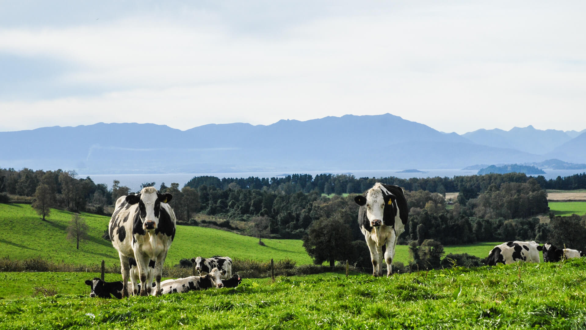 Noticias • Biogenesis Animal Health