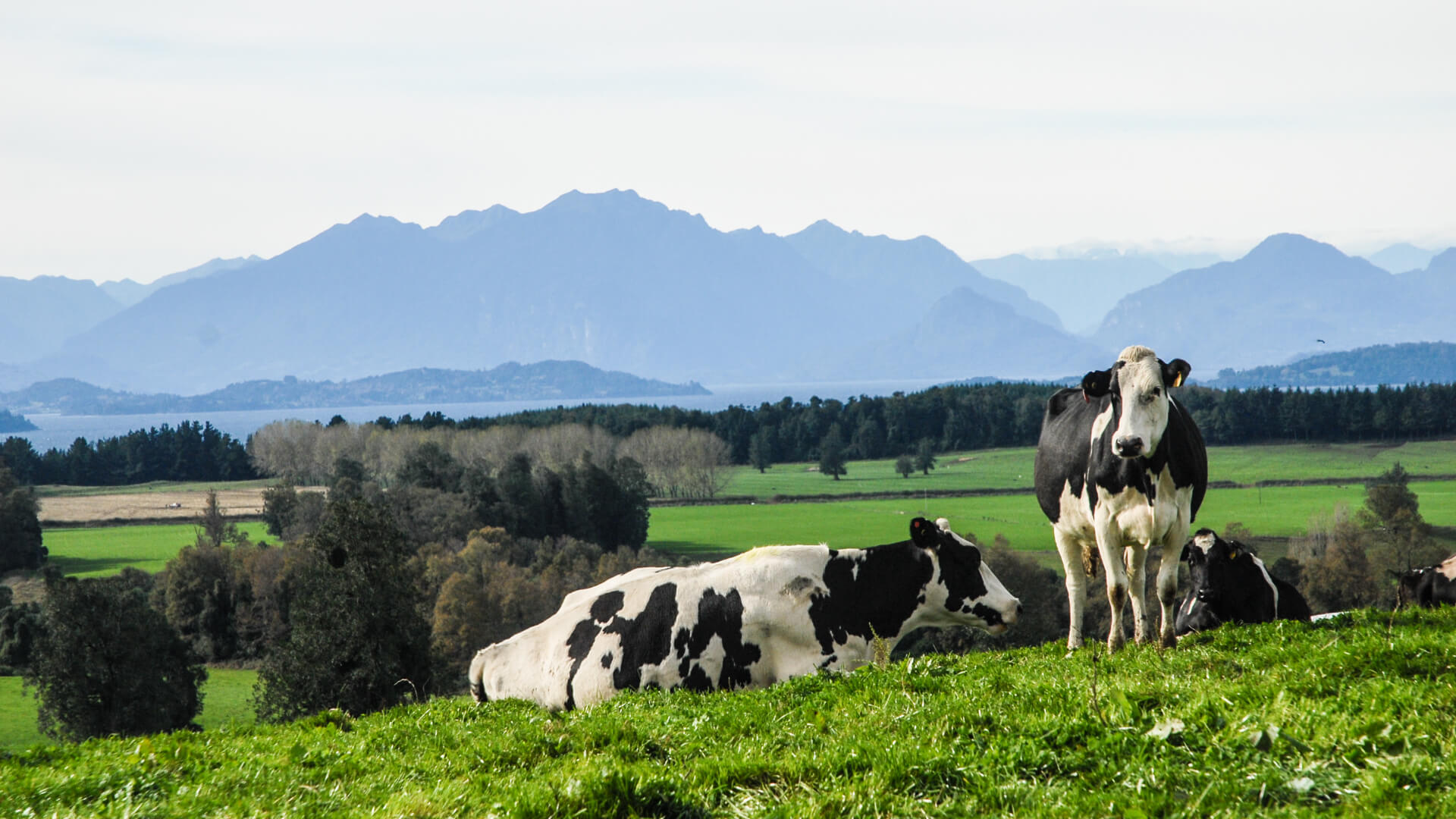Biogenesis Animal Health • Inicio