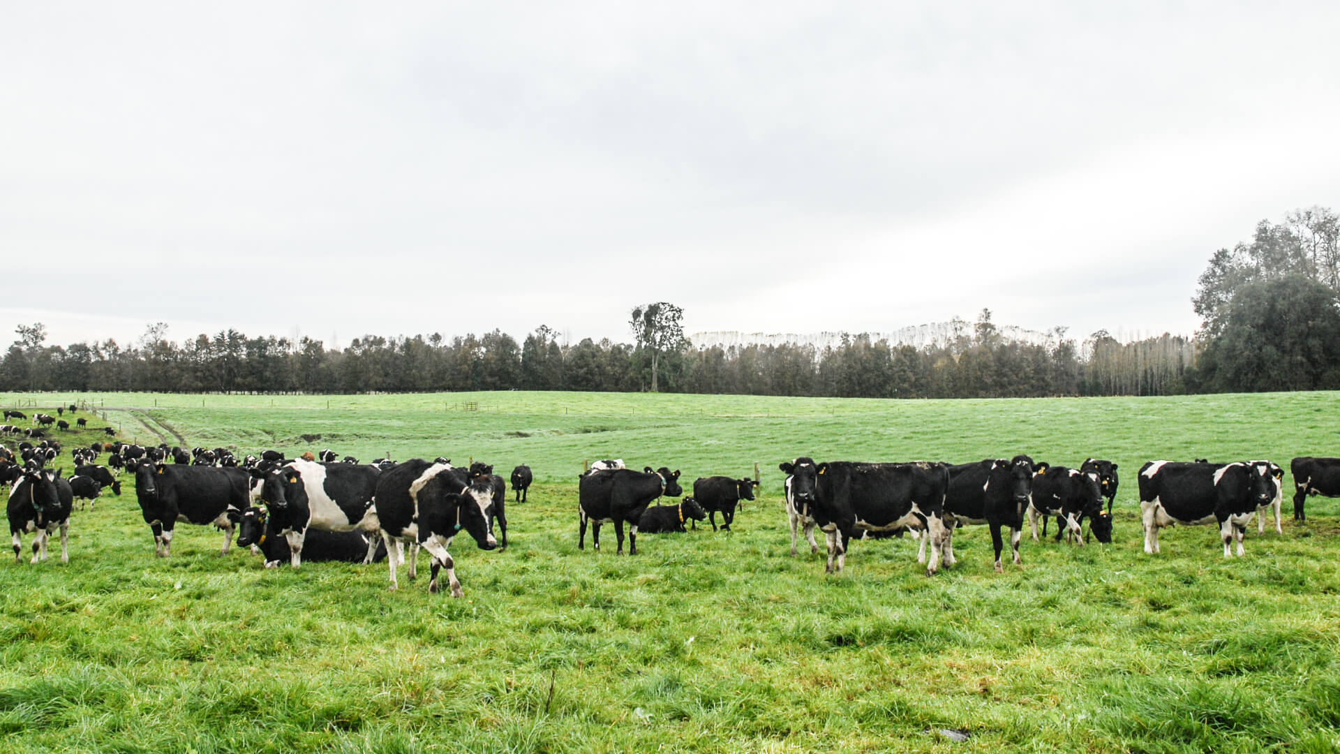 Biogenesis Animal Health • Productos