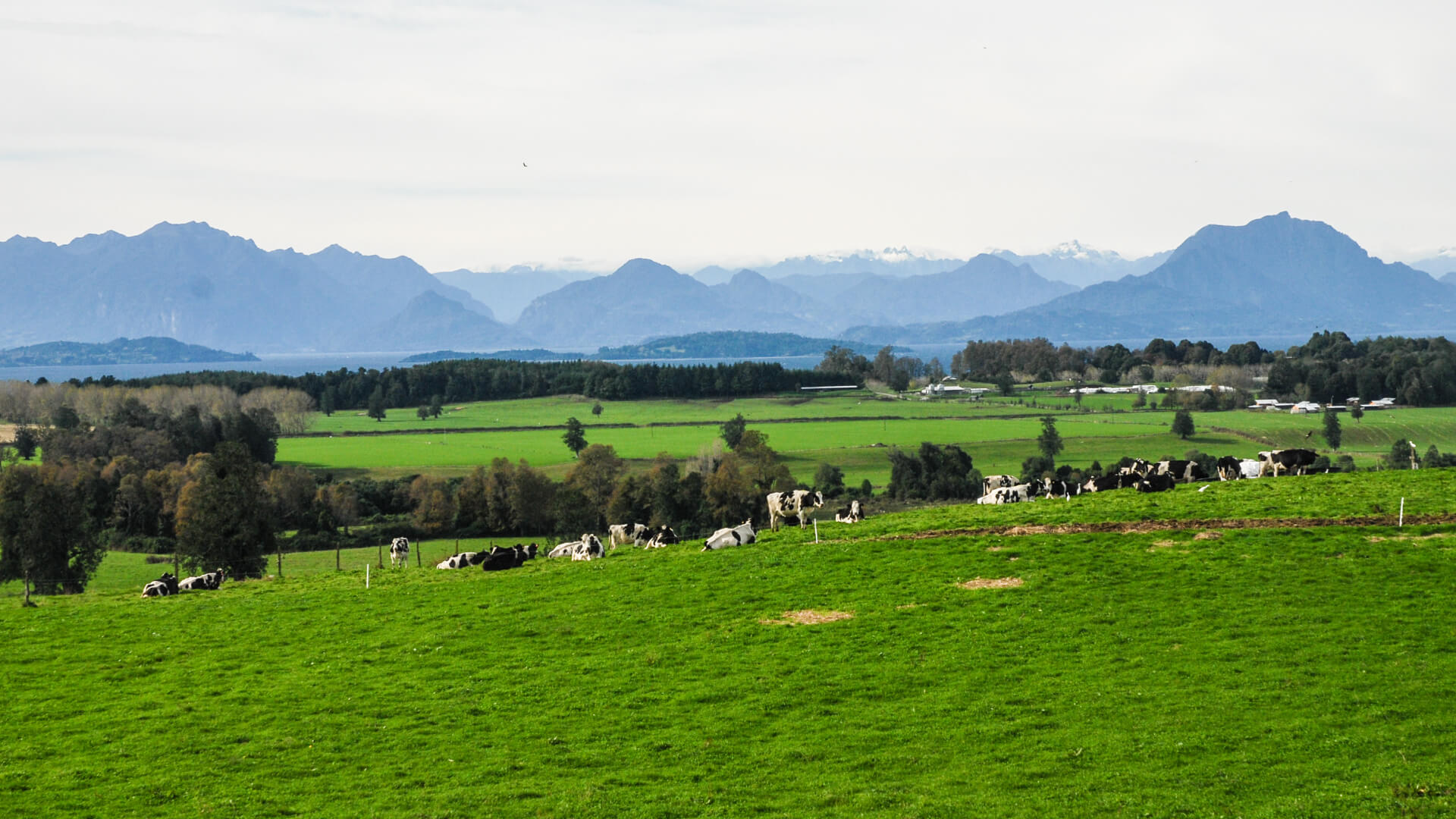 Biogenesis Animal Health • Inicio