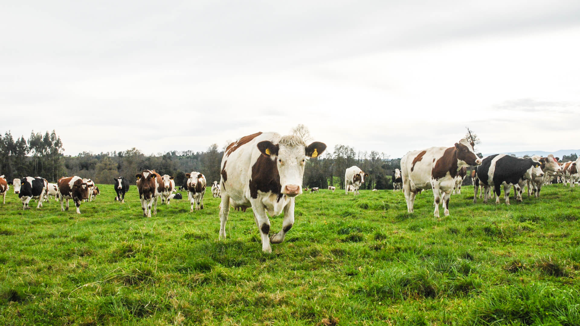 Biogenesis Animal Health • Investigación & Desarrollo