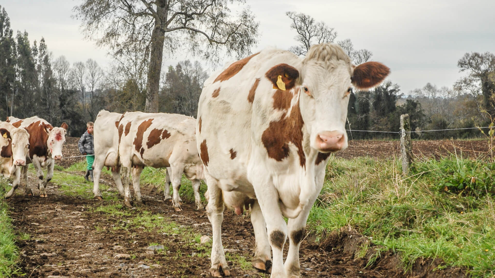 Biogenesis Animal Health • Cow Guard Line