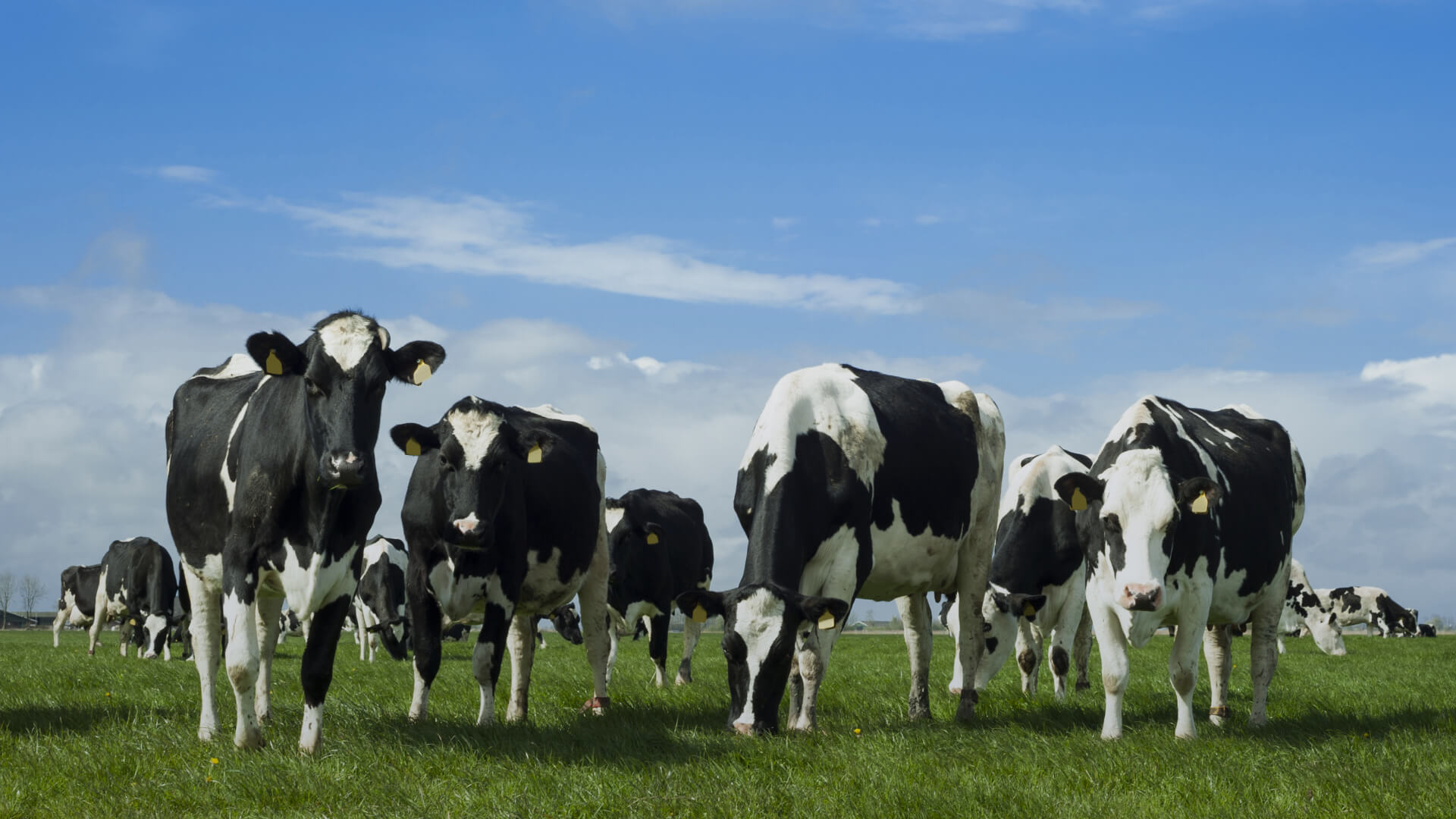 Biogenesis Animal Health • Inicio