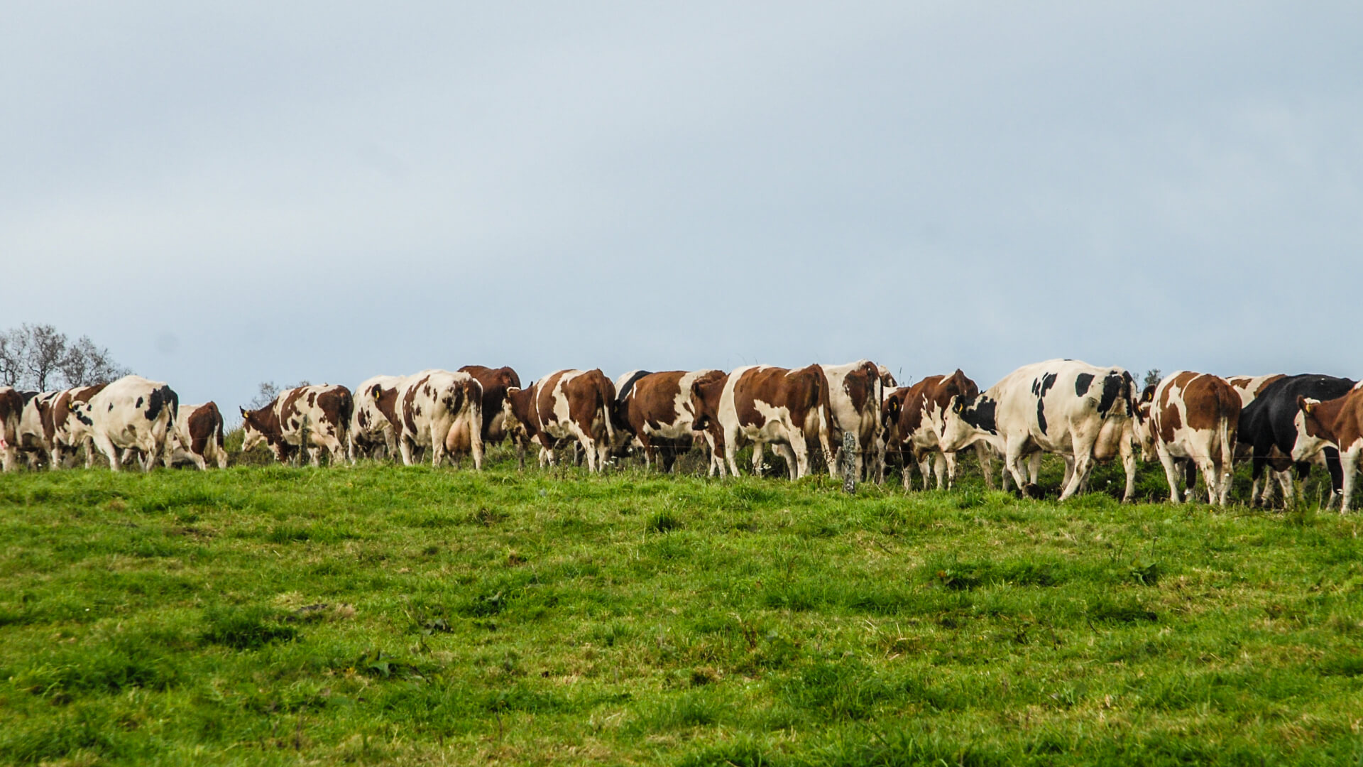 Biogenesis Animal Health • Productos