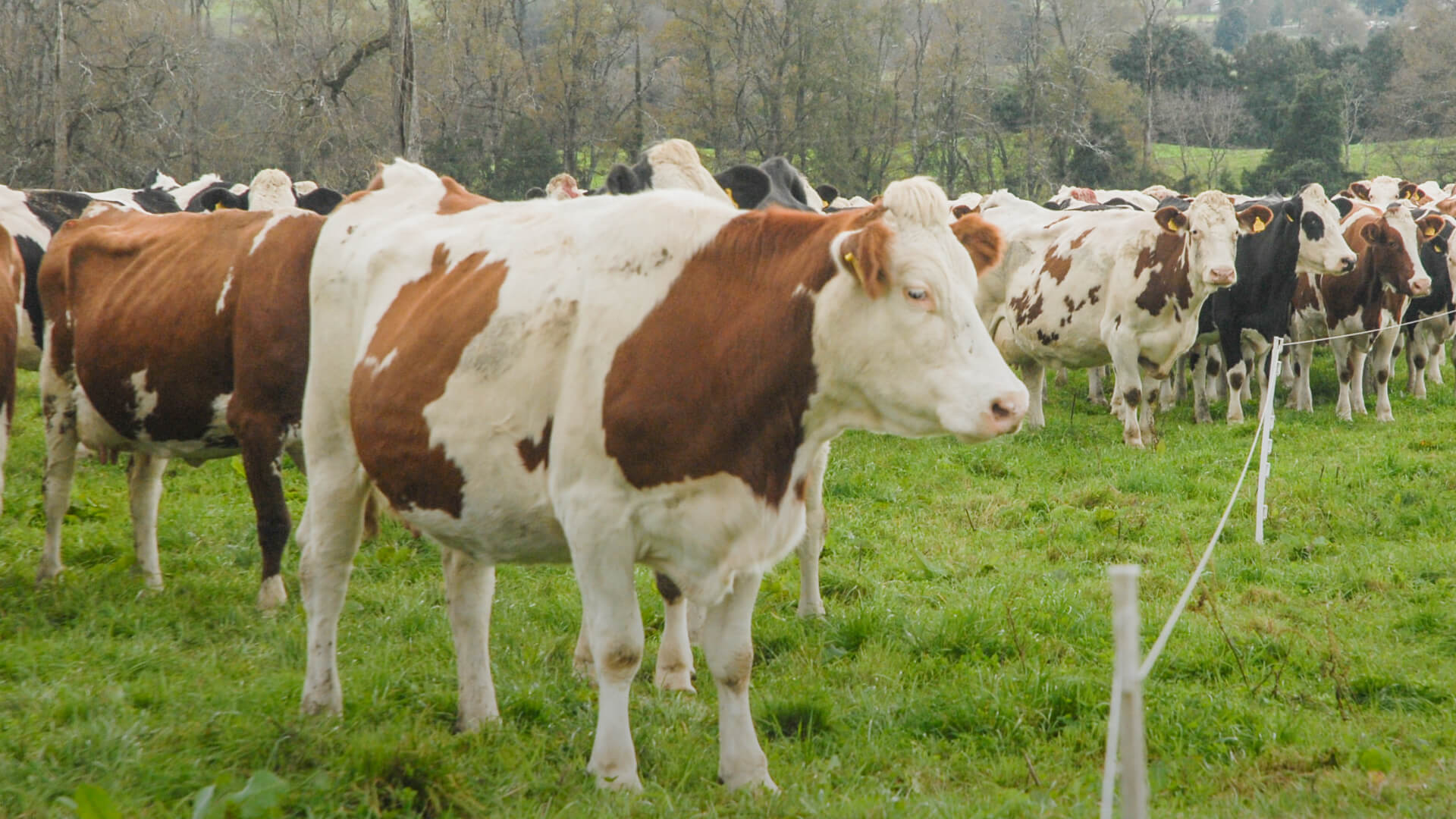 Biogenesis Animal Health • Inicio
